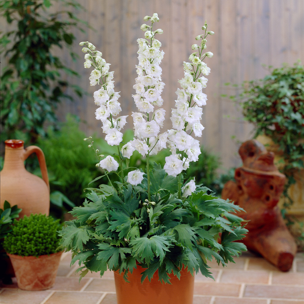 Buy Delphinium Magic Fountains Coll at jparkers.co.uk