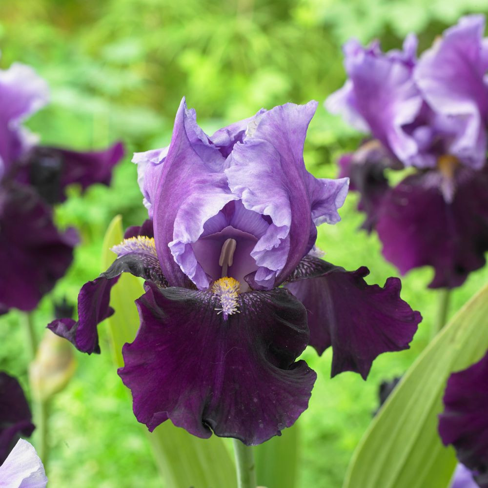 Buy Iris germanica 'Collection x 6 C' at jparkers.co.uk