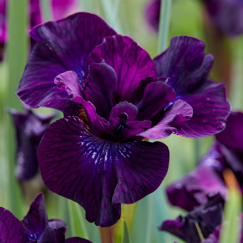 Buy Iris sibirica 'Purplelicious' at jparkers.co.uk