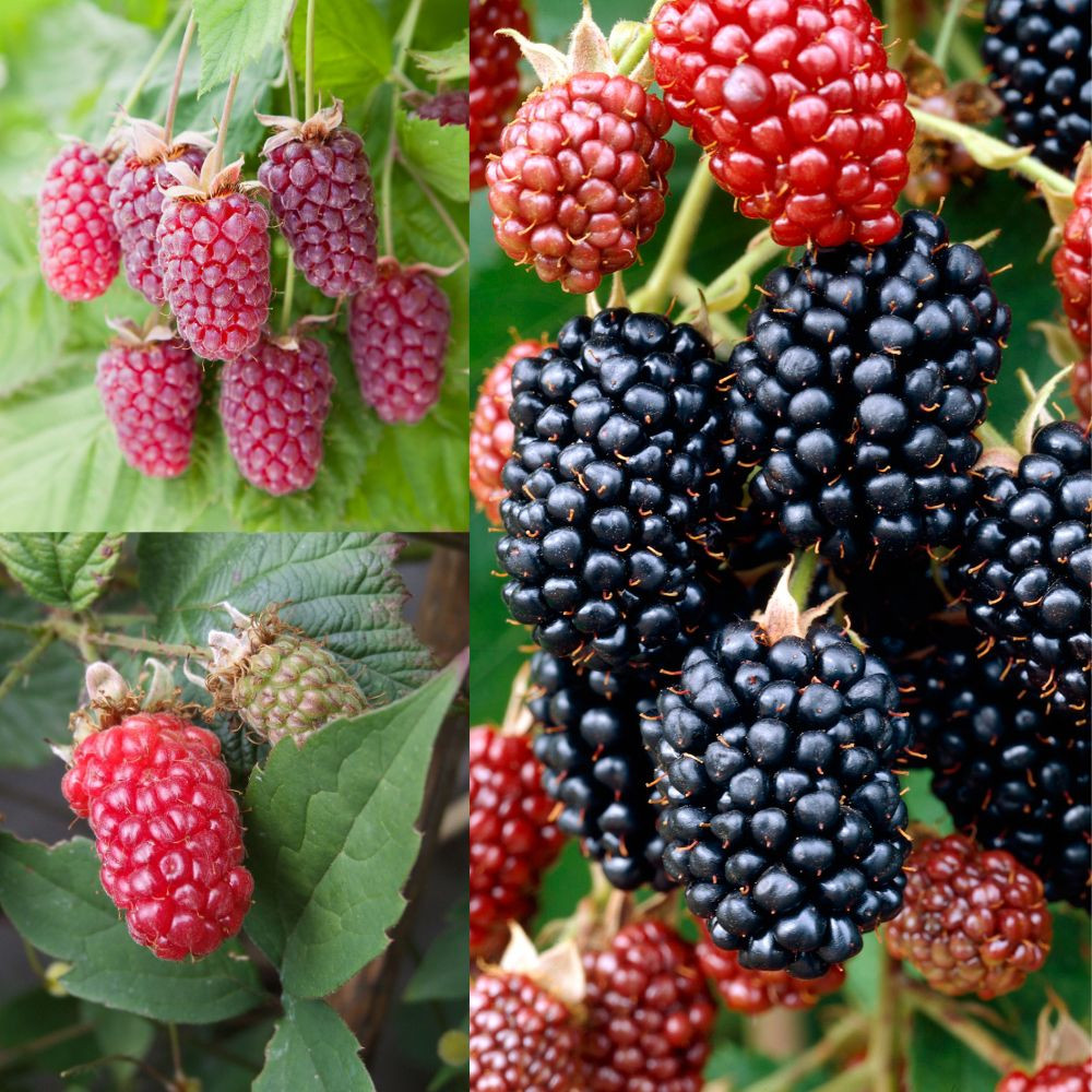 Hybrid Berry Collection - JParkers