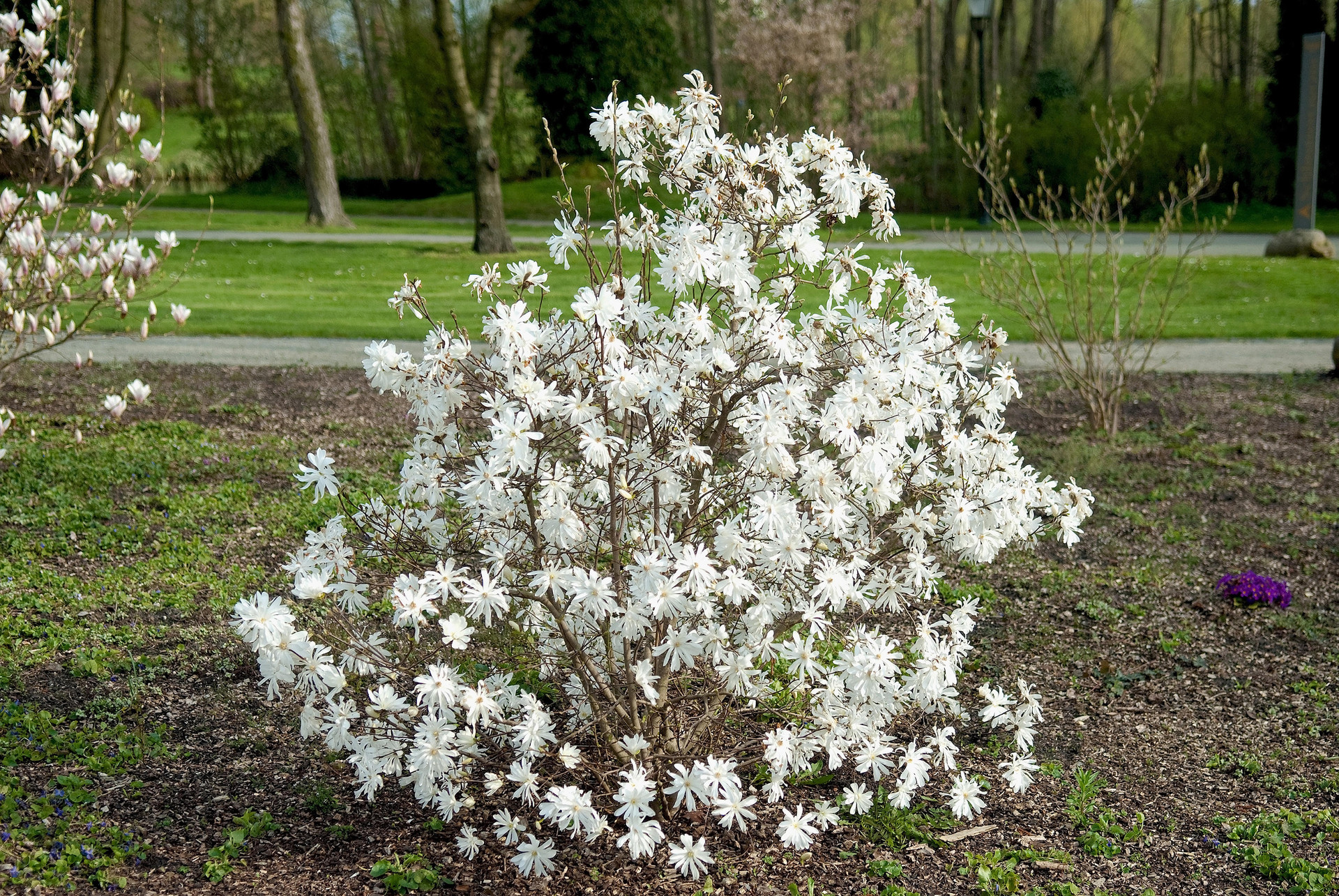 Buy Dwarf Magnolia Royal Star | J Parker Dutch Bulbs
