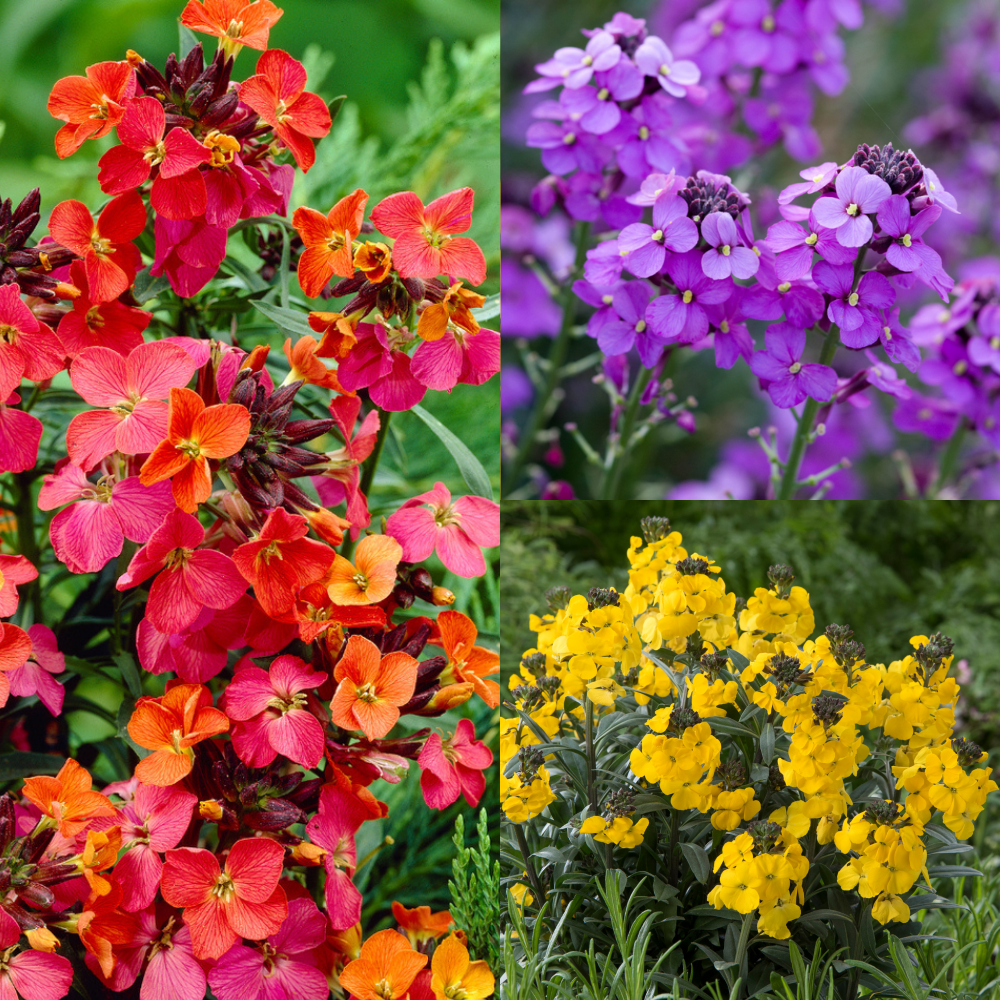 Buy Erysimum Collection at jparkers.co.uk