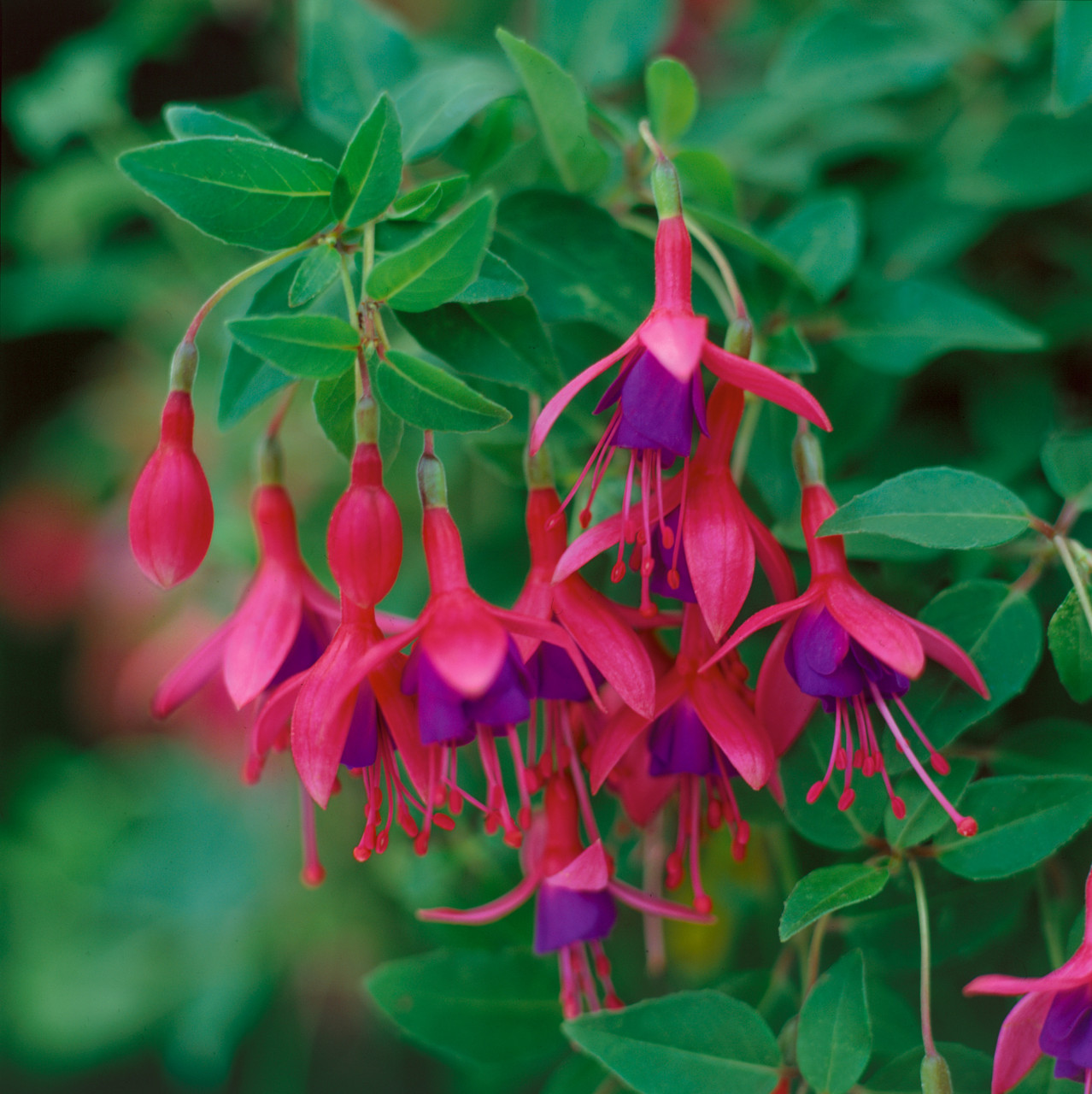 Fuchsia Tom Thumb (Hardy) | J Parker Dutch Bulbs