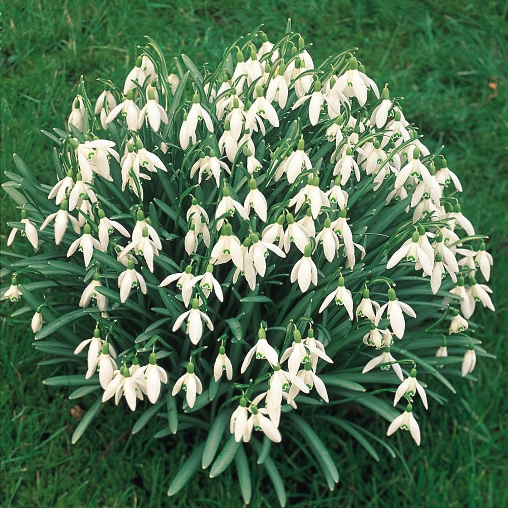 Buy Galanthus Single & Double Mix at jparkers.co.uk