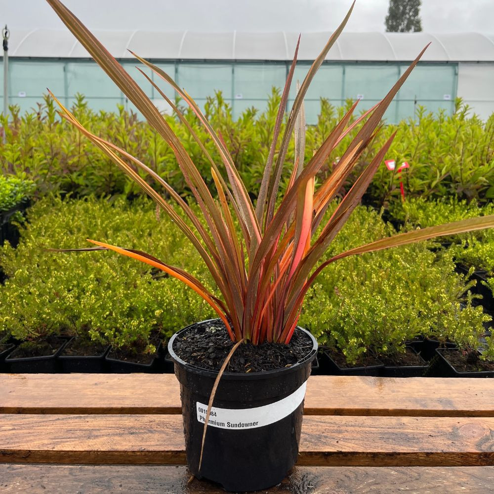 Buy Phormium Sundowner at jparkers.co.uk