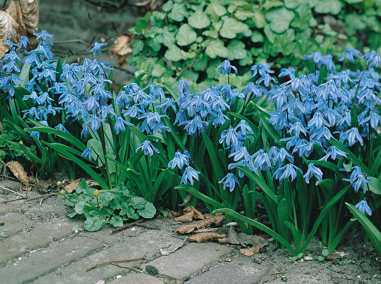 Buy Scilla Siberica | J Parkers Dutch Bulbs