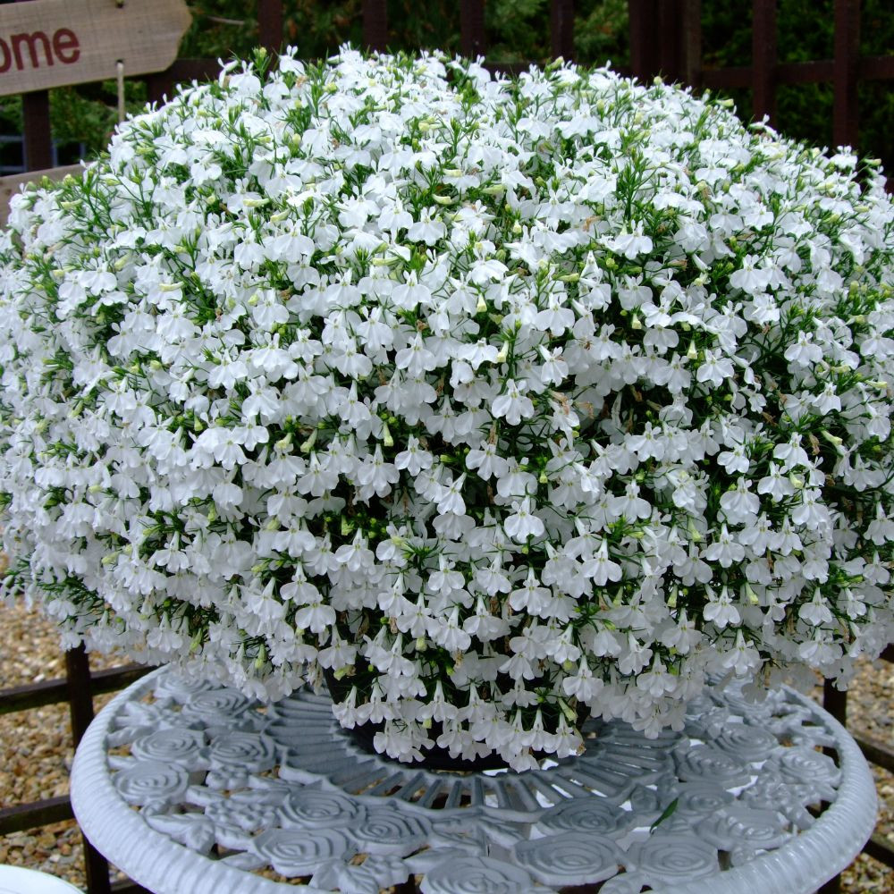Lobelia Laura Collection | J Parker Dutch Bulbs