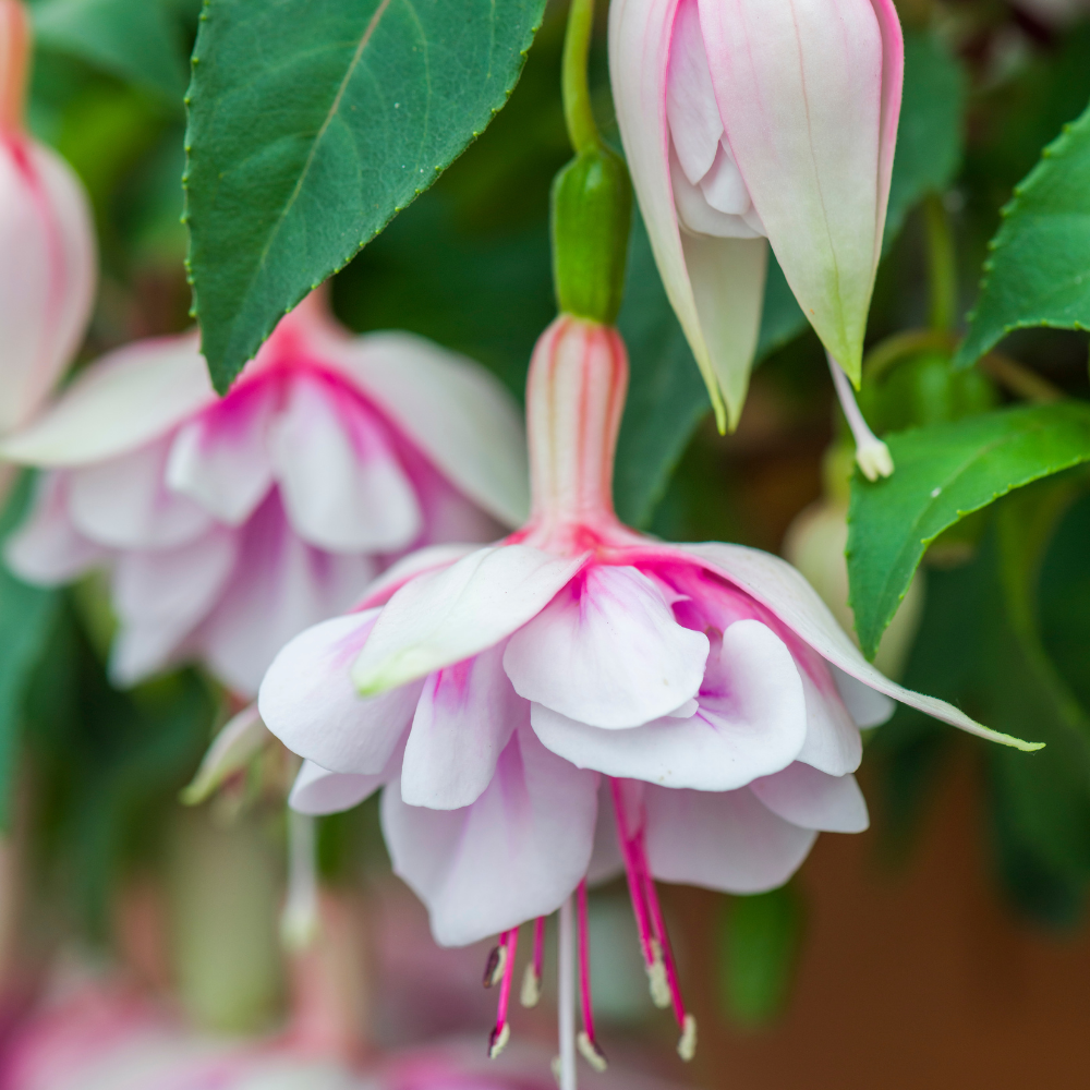 Shop Fuchsia Patio Dancer Collection | J. Parker's