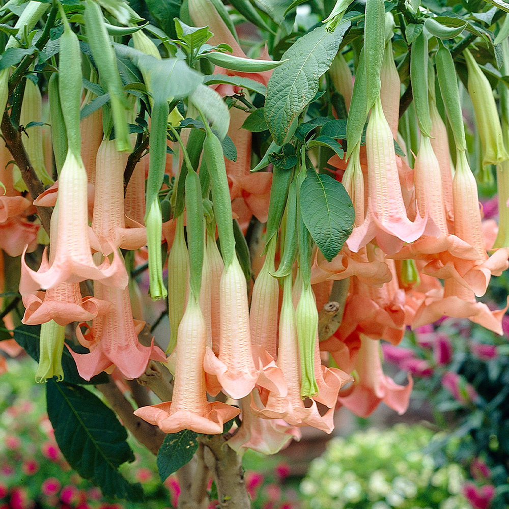 Buy Datura Collection | J. Parker's