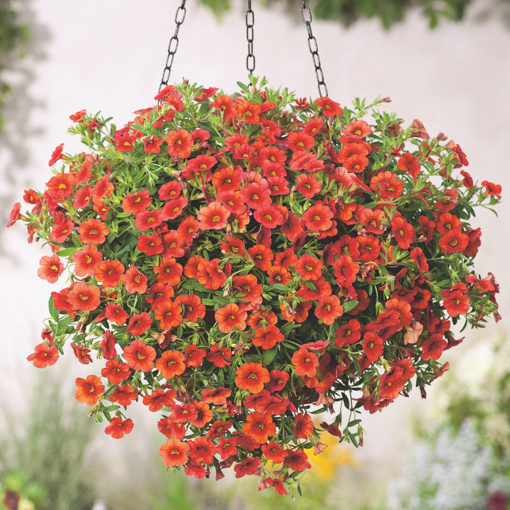 Calibrachoa Super Calita Collection | J Parker Dutch Bulbs