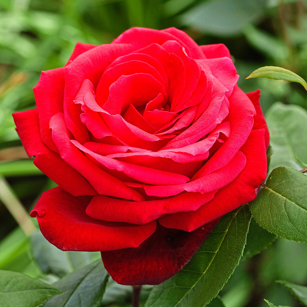 Buy Rose Ruby Wedding | J Parker Dutch Bulbs