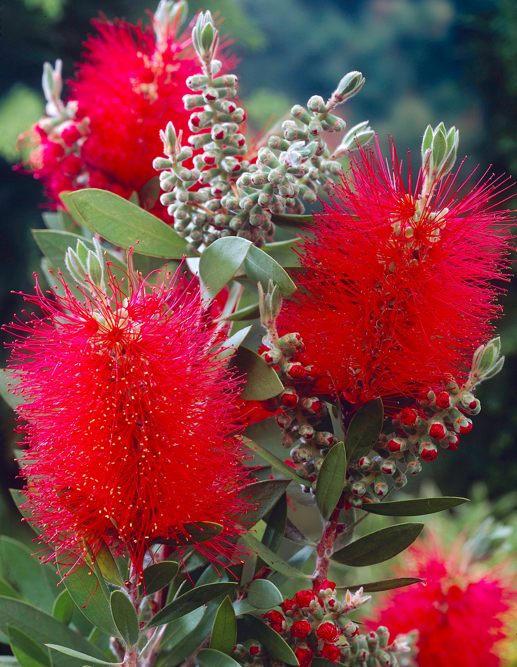 Buy Callistemon Citrinus Plants | J Parker Dutch Bulbs