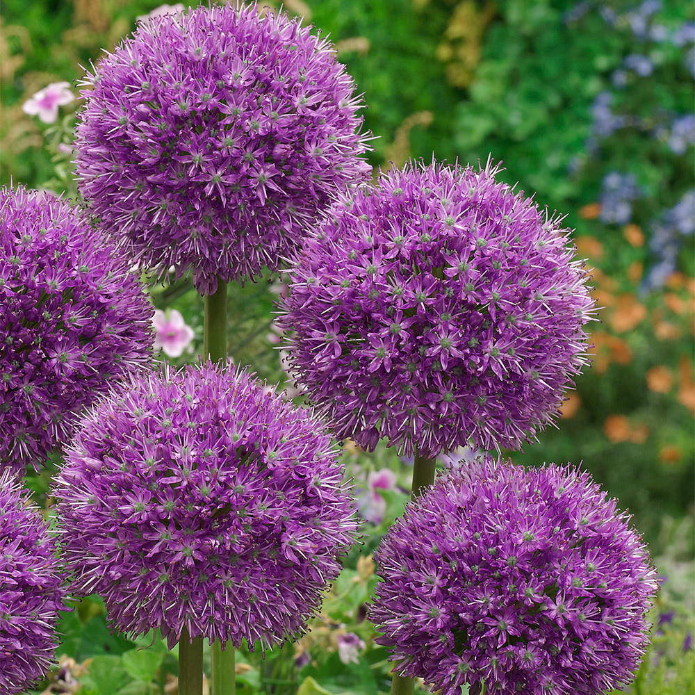 Allium His Excellency - JParkers