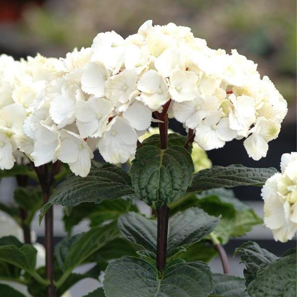Buy Hydrangea Black Steel Zebra | J Parker Dutch Bulbs