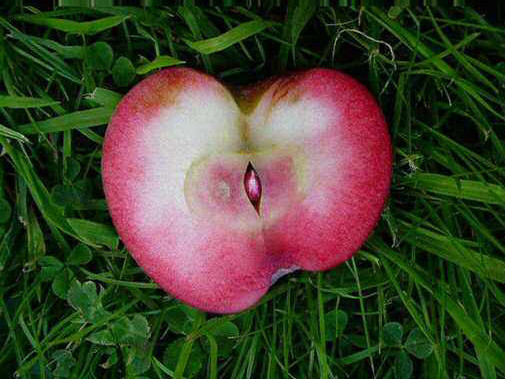 Buy Apple Red Devil - J Parker Dutch Bulbs