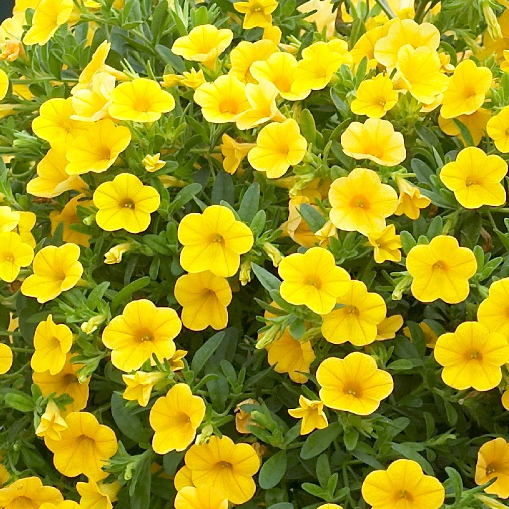 Million Bells Yellow | J Parker Dutch Bulbs