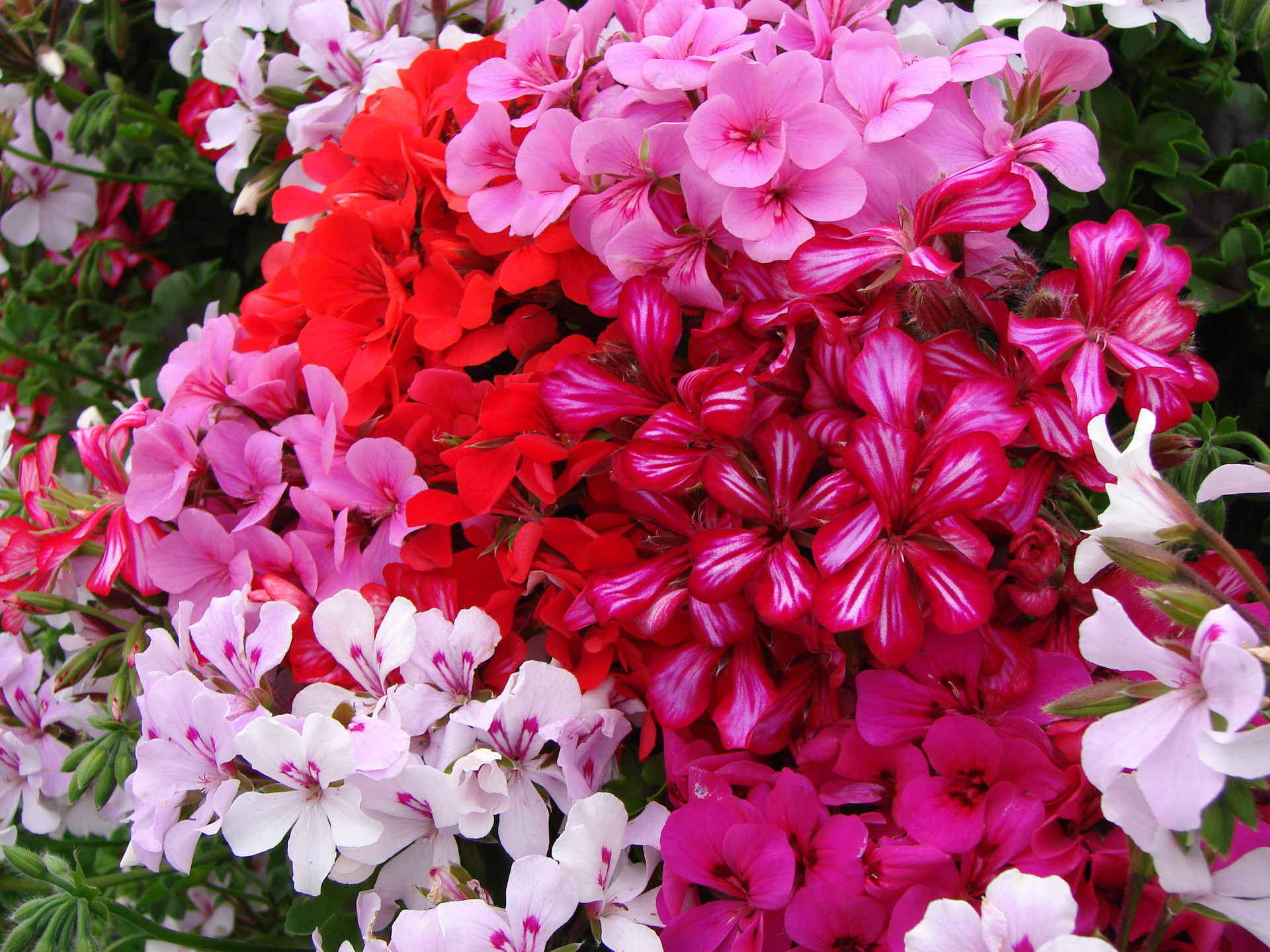 Geranium Trailing Red Star | J Parker Dutch Bulbs