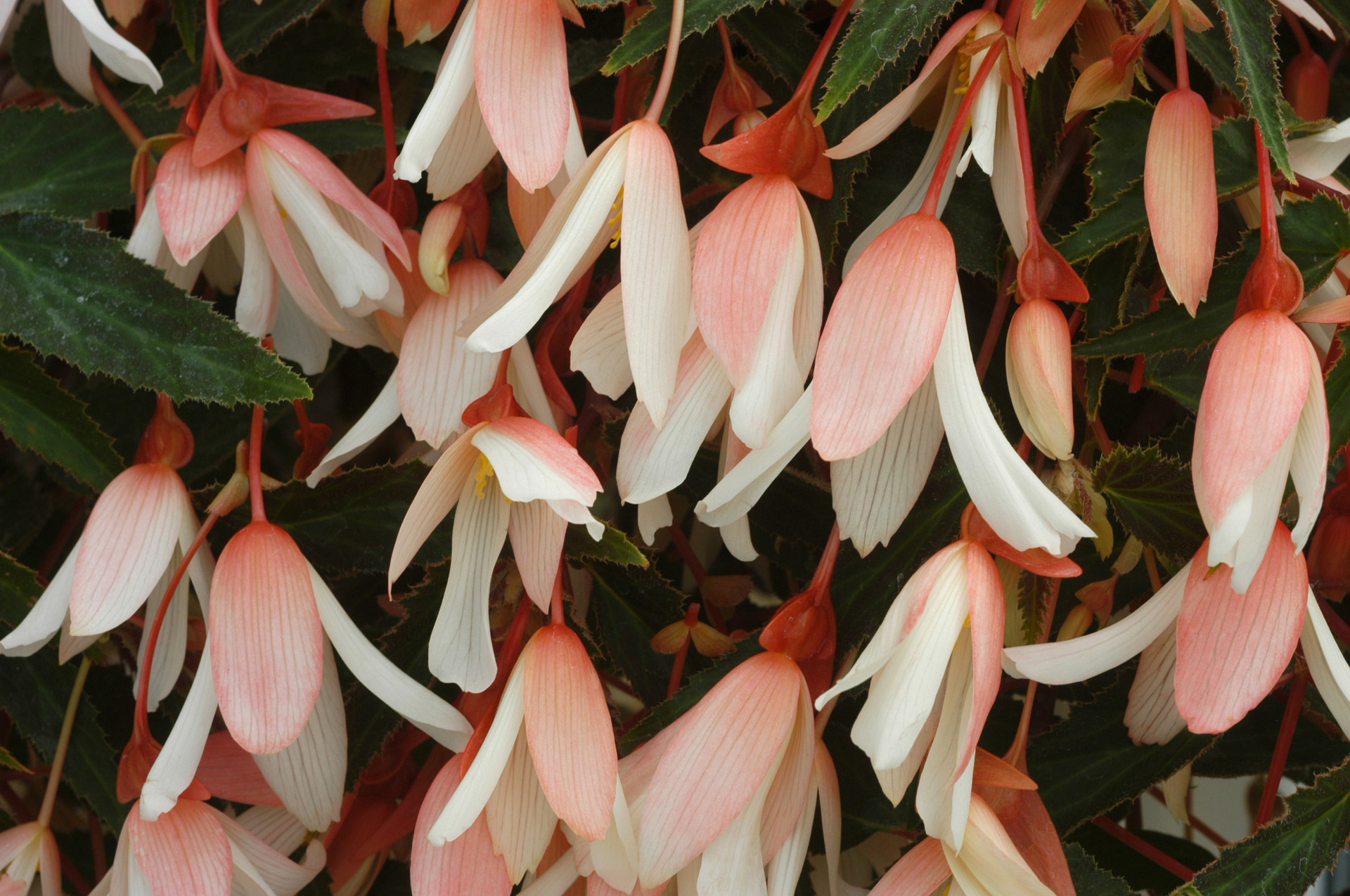 Buy Begonia Million Kisses Elegance Plants | J Parker's