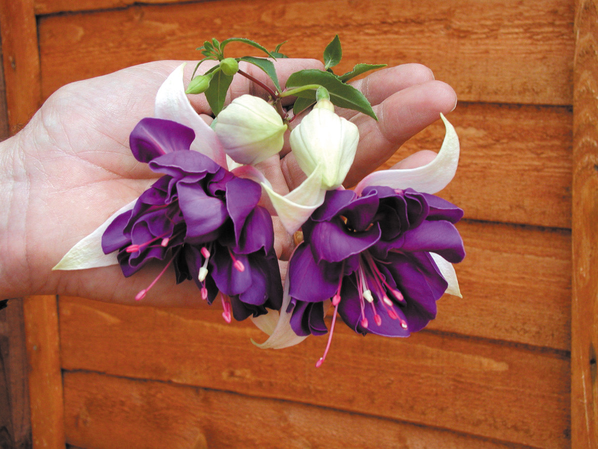 Fuchsia Giant Deep Purple | J Parker Dutch Bulbs
