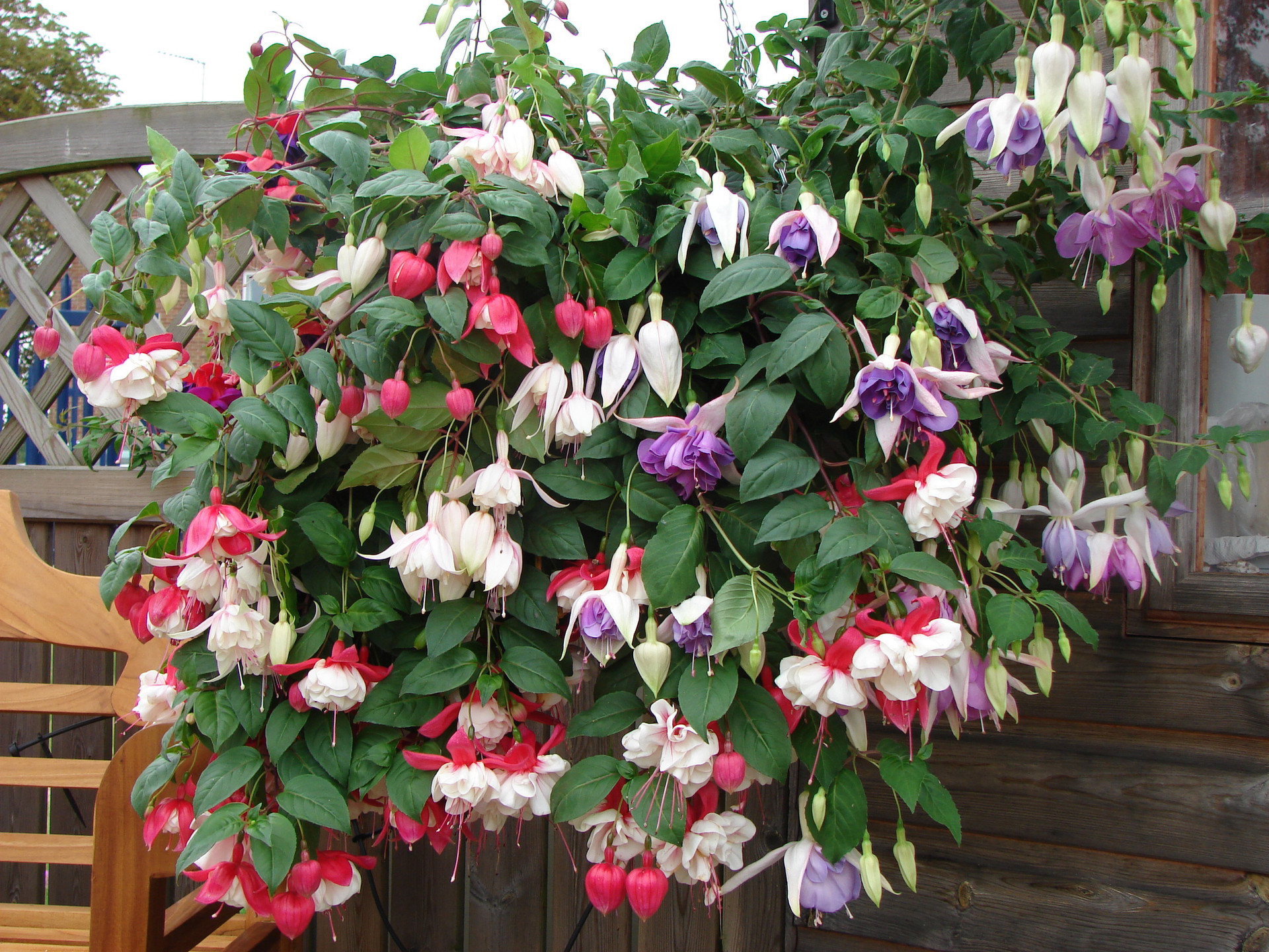 Giant Trailing Fuchsias Mixed | J Parker Dutch Bulbs