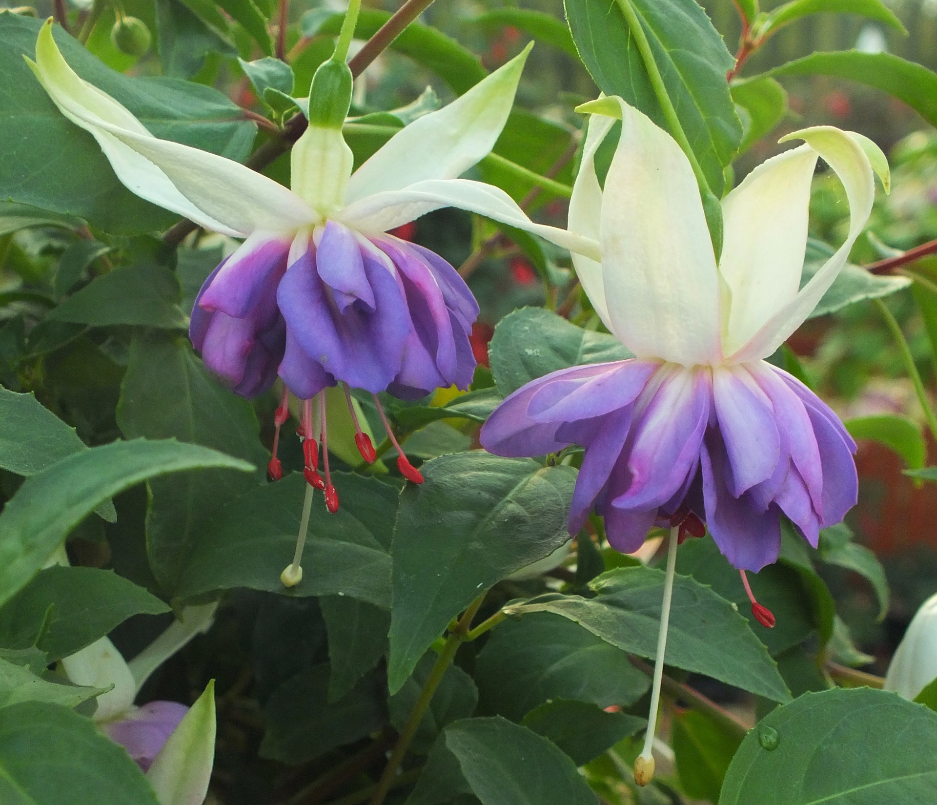Fuchsia Blue Angel (Trailing) | J Parker Dutch Bulbs