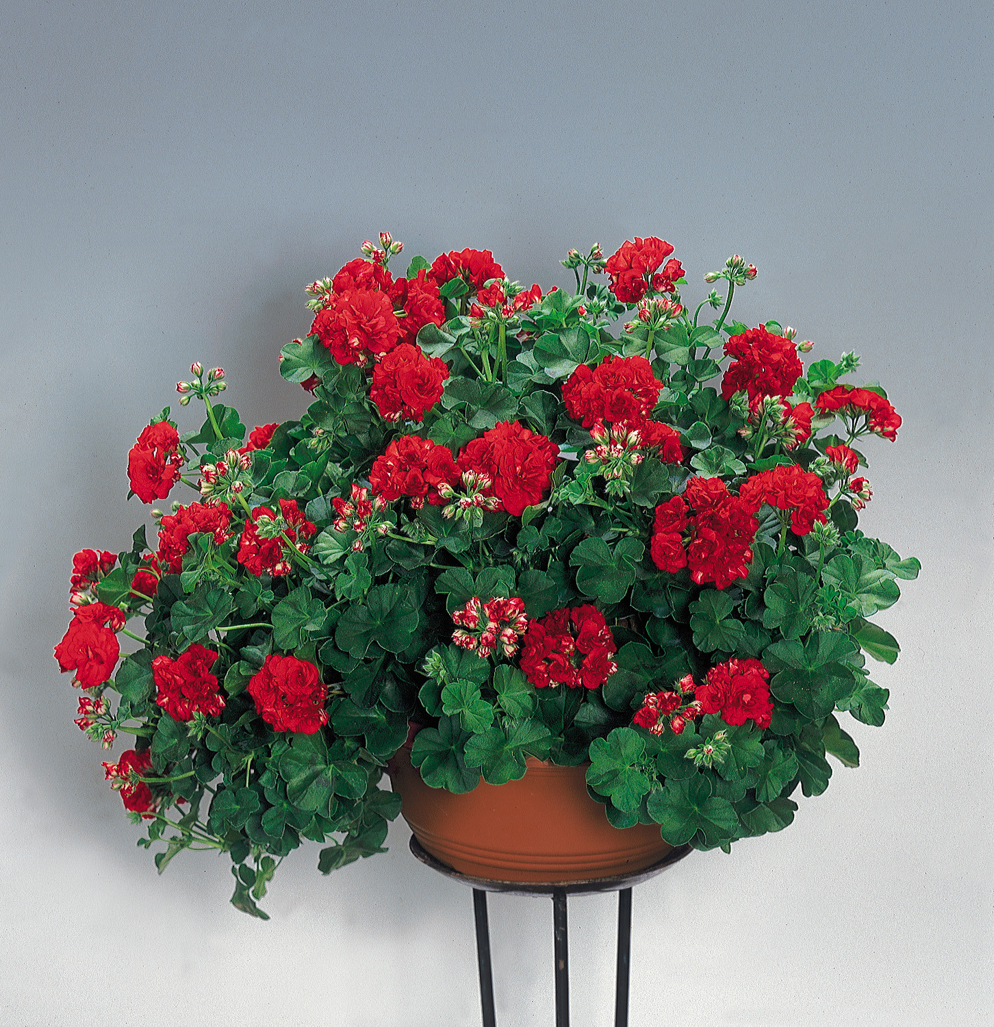 Geranium Double Trailing Red | J Parker Dutch Bulbs