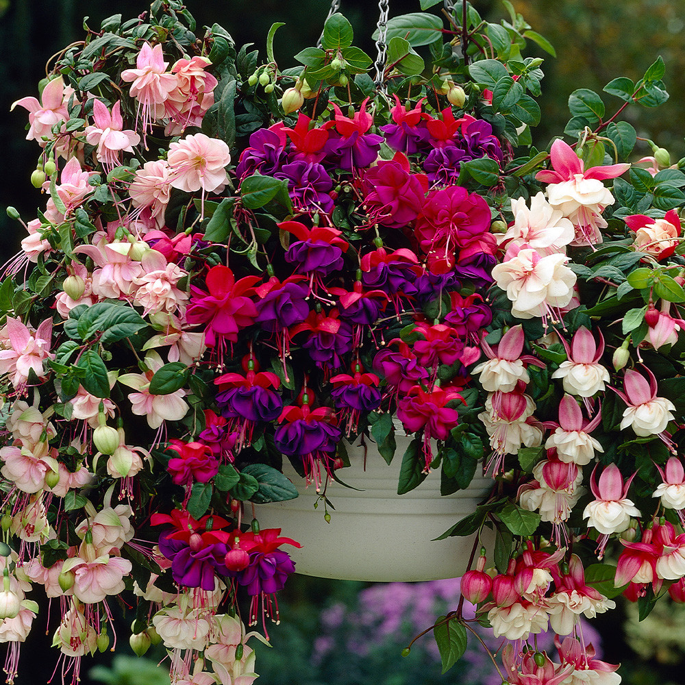 Buy Fuchsia Trailing Mixed | J Parker Dutch Bulbs