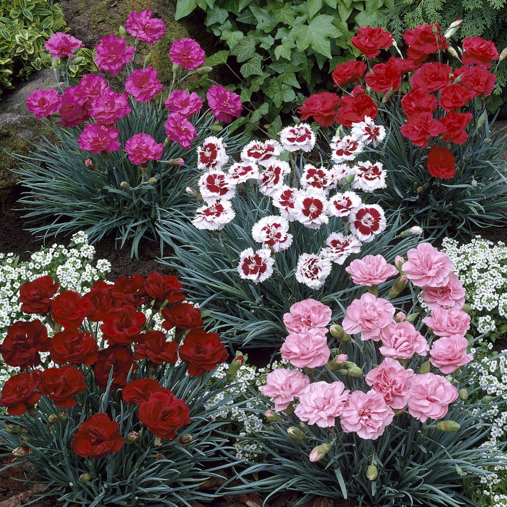 Dianthus ixed (Hardy Perennial) | J Parker Dutch Bulbs