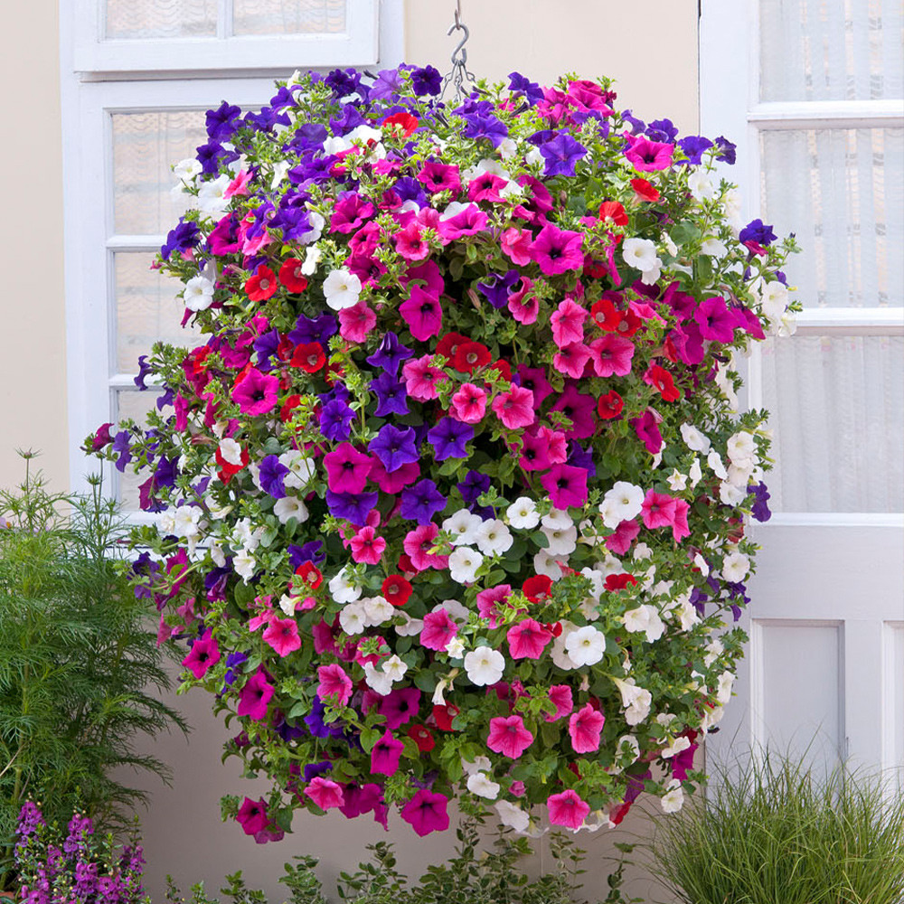 Buy Surfinia Mixed | J Parker Dutch Bulbs