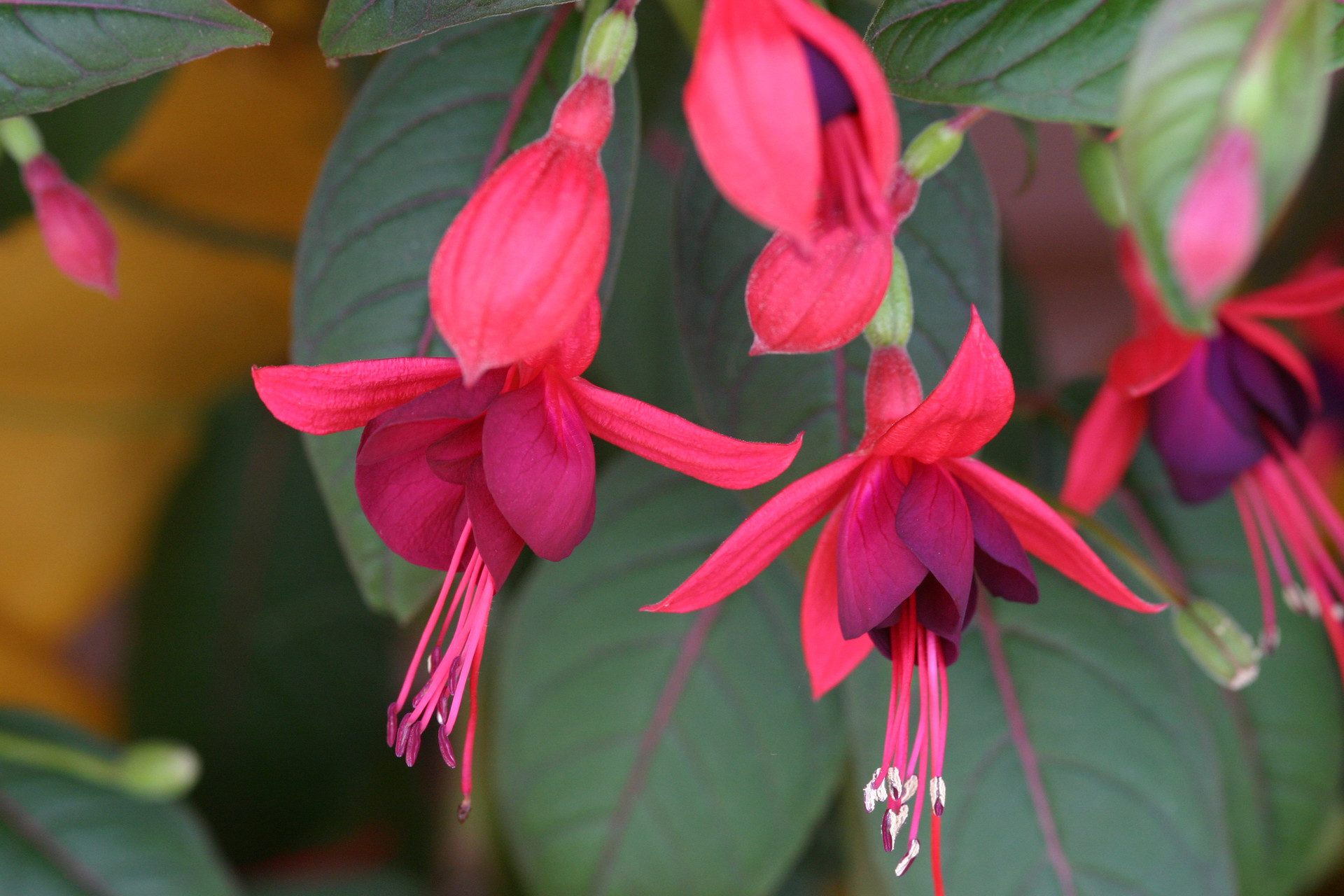 Buy Fuchsia Lady Boothby Plants | J Parker Dutch Bulbs