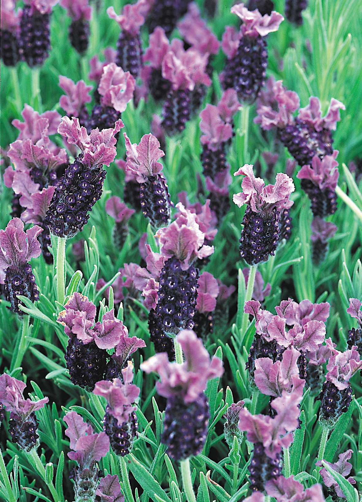 Buy Lavandula stoechas Fathead | J Parker Dutch Bulbs