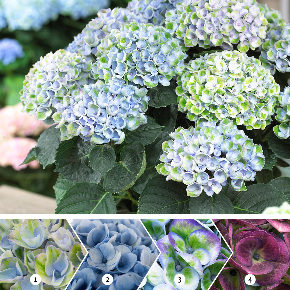 Buy Hydrangea macrophylla Magical 'Revolution Blue' | J Parker Dutch Bulbs