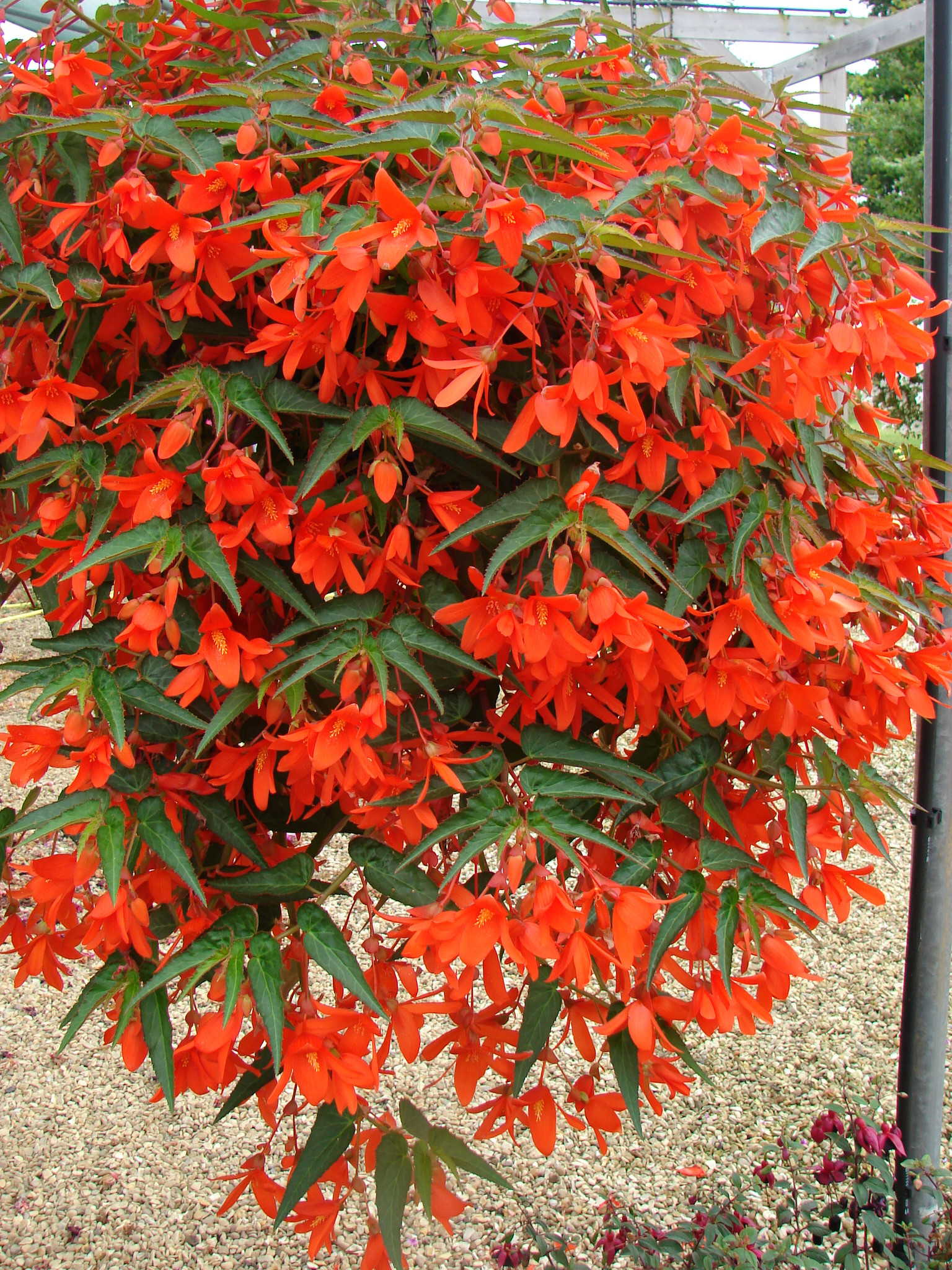 Buy Begonia Firewings Orange | J Parker Dutch Bulbs