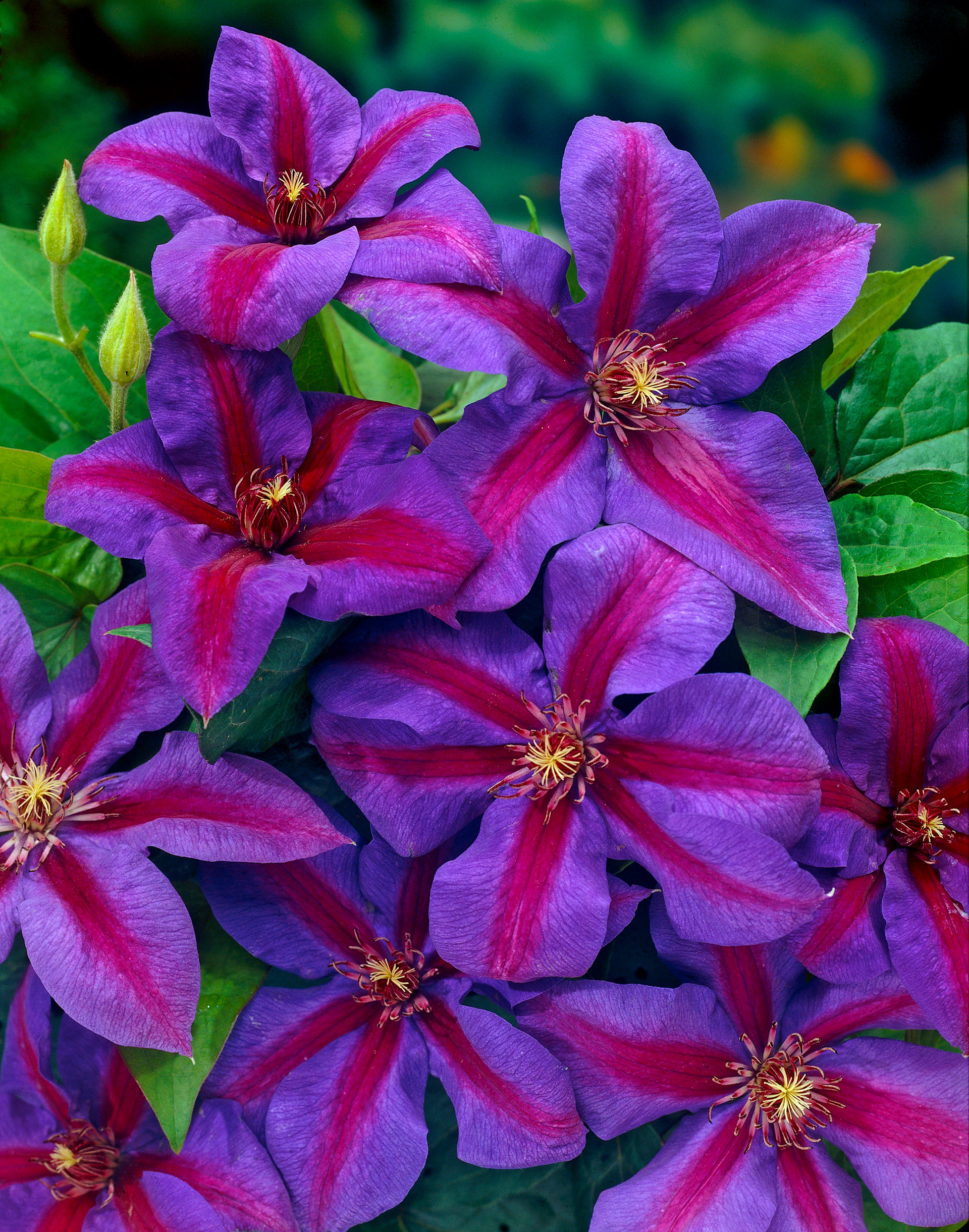 Buy Clematis Mrs N Thompson | J Parker Dutch Bulbs