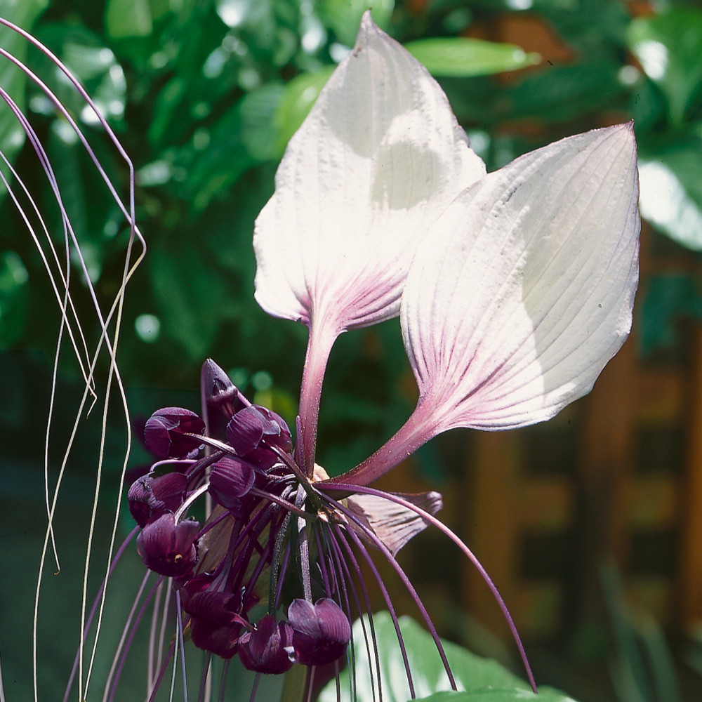 Tacca integrifolia | J Parker Dutch Bulbs