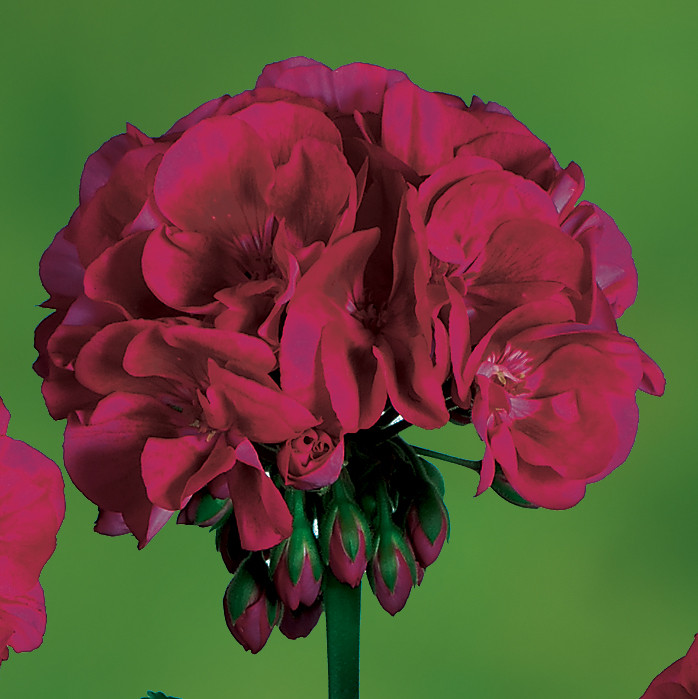 Geranium Grandeur Power Burgundy | J Parker Dutch Bulbs