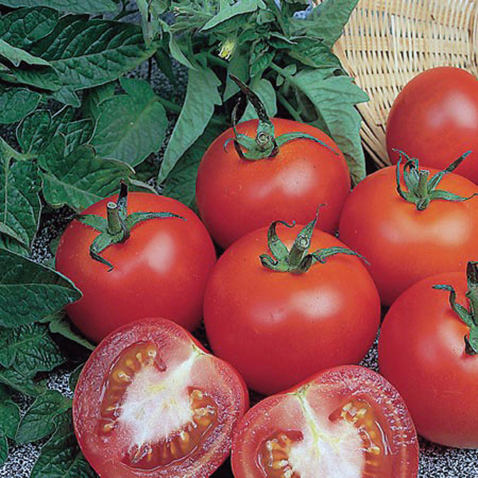 Tomato Alicante | J Parker Dutch Bulbs