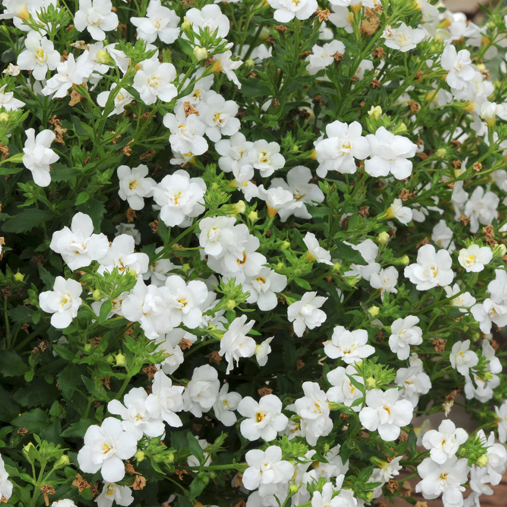 Bacopa Scopia Double White | J Parker Dutch Bulbs