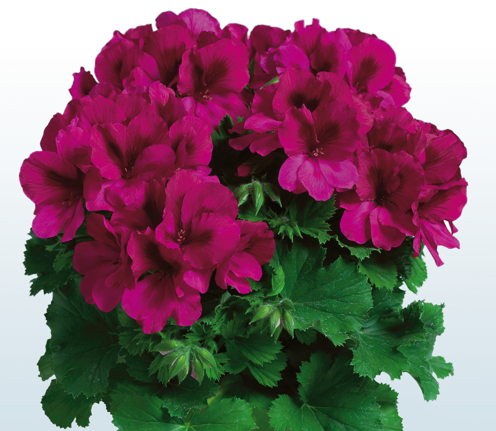 Buy Geranium Aristo Burgundy | J Parker Dutch Bulbs