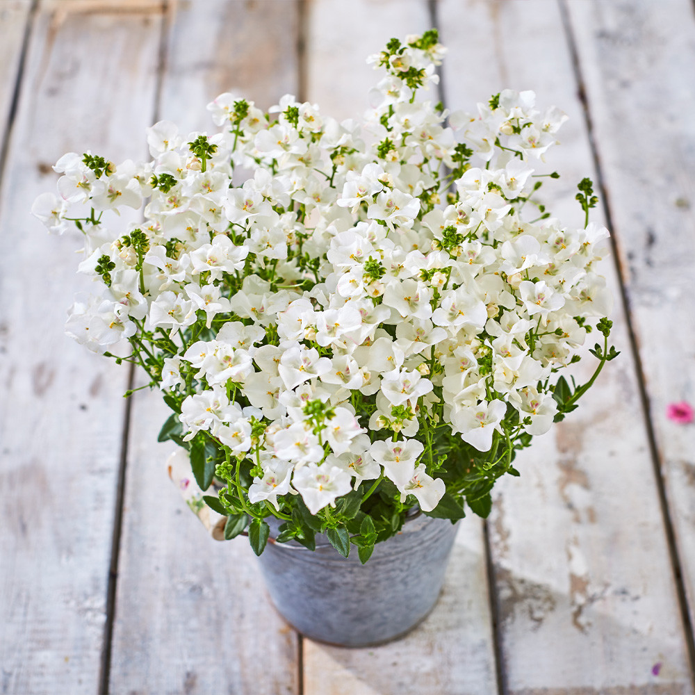 Diascia Divara White | J Parker Dutch Bulbs