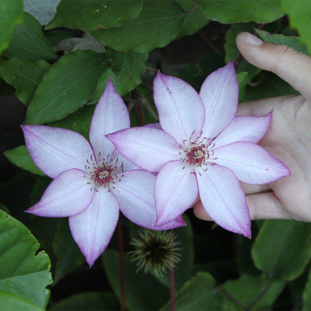 Buy Clematis Omoshiro | J Parker Dutch Bulbs
