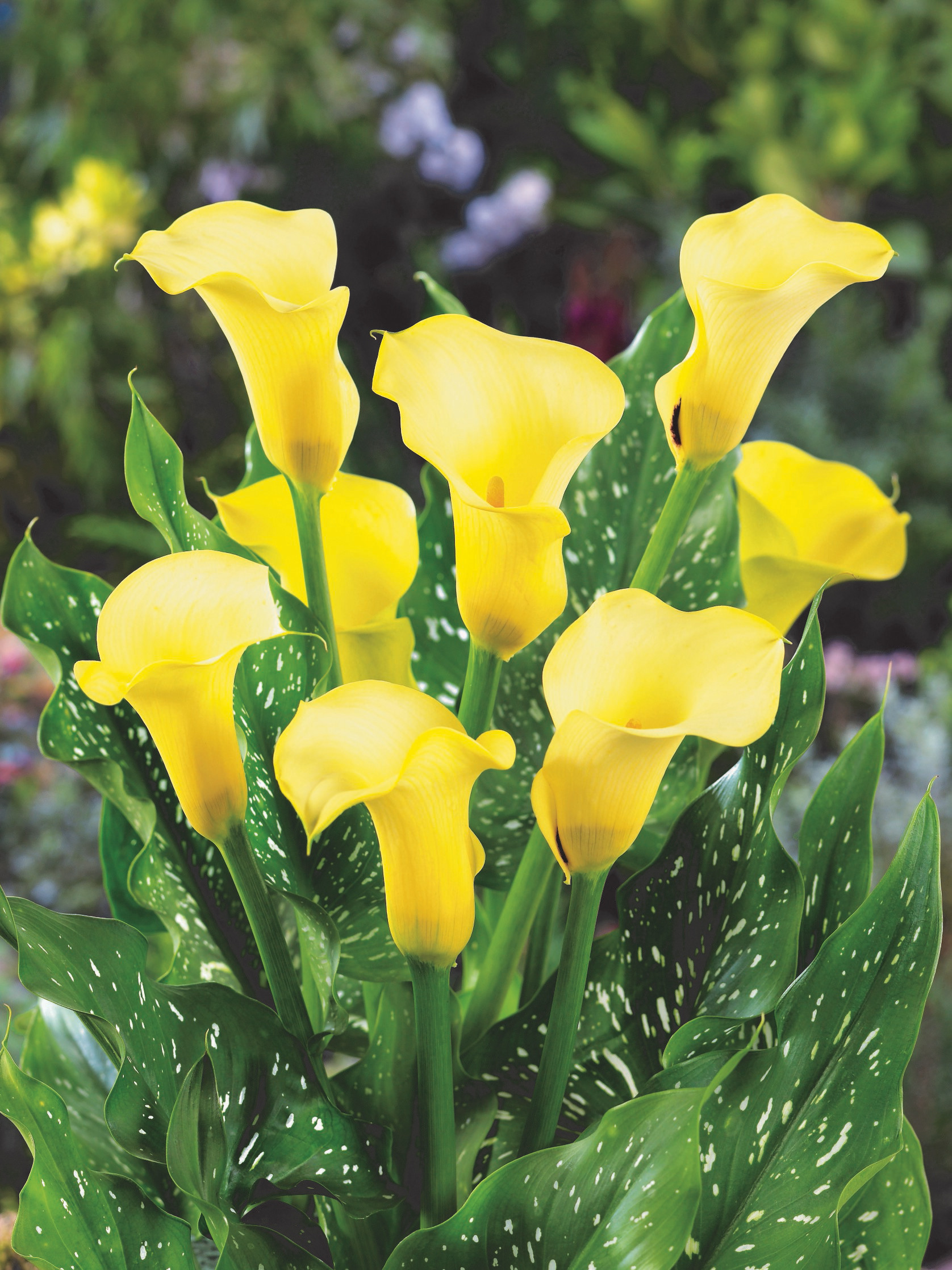 Zantedeschia Black Magic (Calla Lily) | J Parker Dutch Bulbs