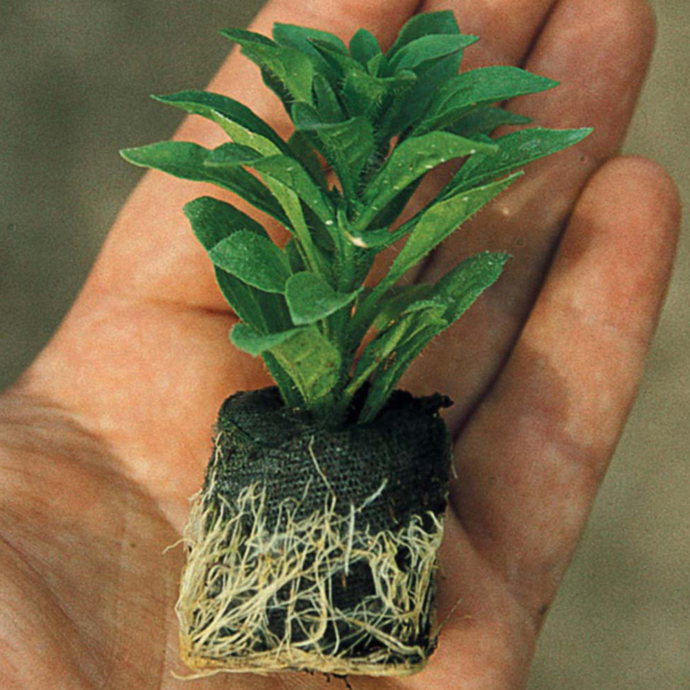 Penstemon Pensham Laura | J Parker Dutch Bulbs