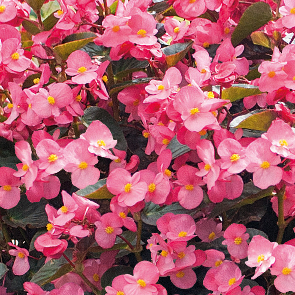 Begonia semp. Big Deluxxe Pink Bronze | J Parker Dutch Bulbs