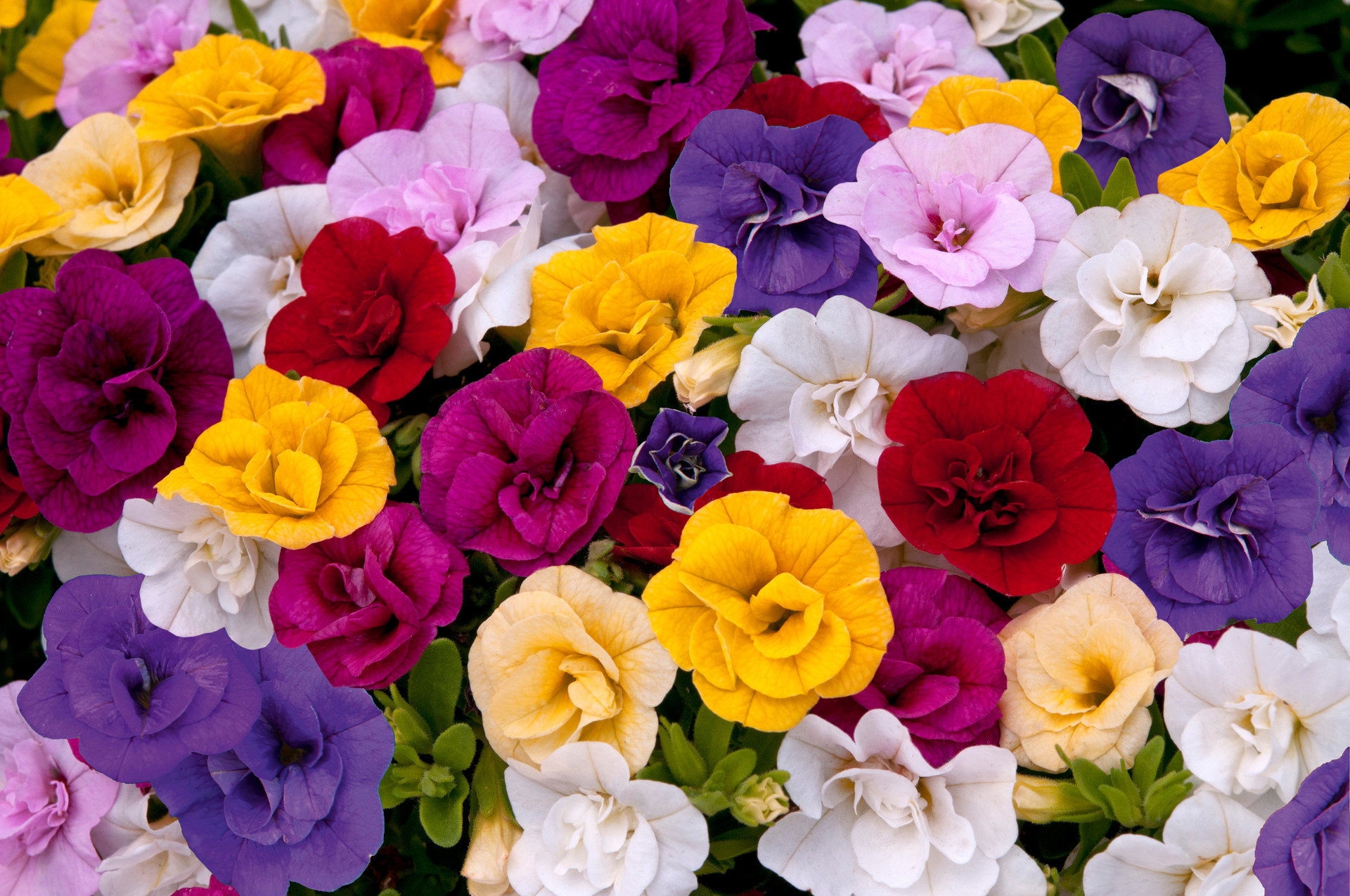 Calibrachoa Calita Double Flowered Mix | J Parker Dutch Bulbs
