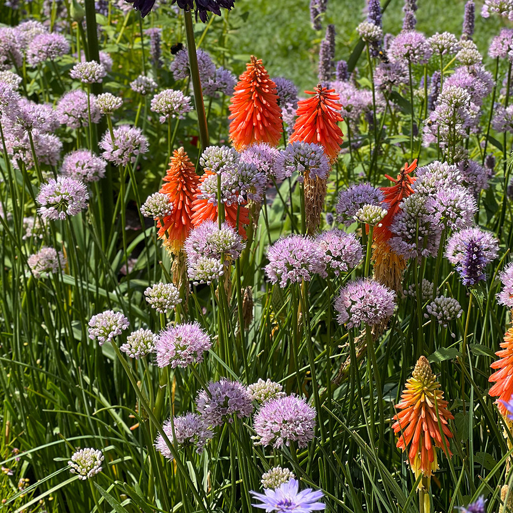 Allium Millennium Loose | J Parker Dutch Bulbs