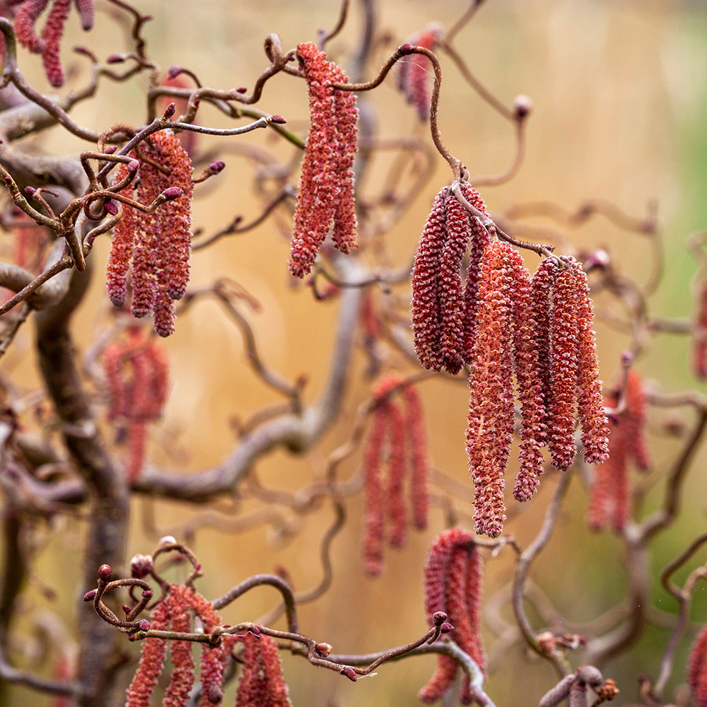 Corylus avellana Red Majestic | J Parker Dutch Bulbs