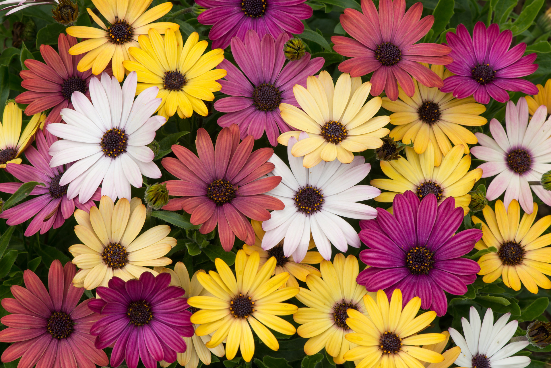 Shop 30 Osteospermum Akila Grand Canyon (Garden Ready) from J. Parker's