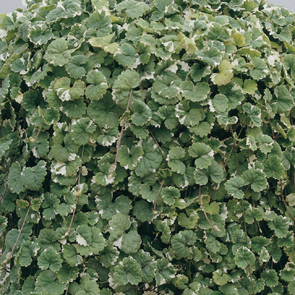 Glechoma Hederacea Variegata | J Parker Dutch Bulbs
