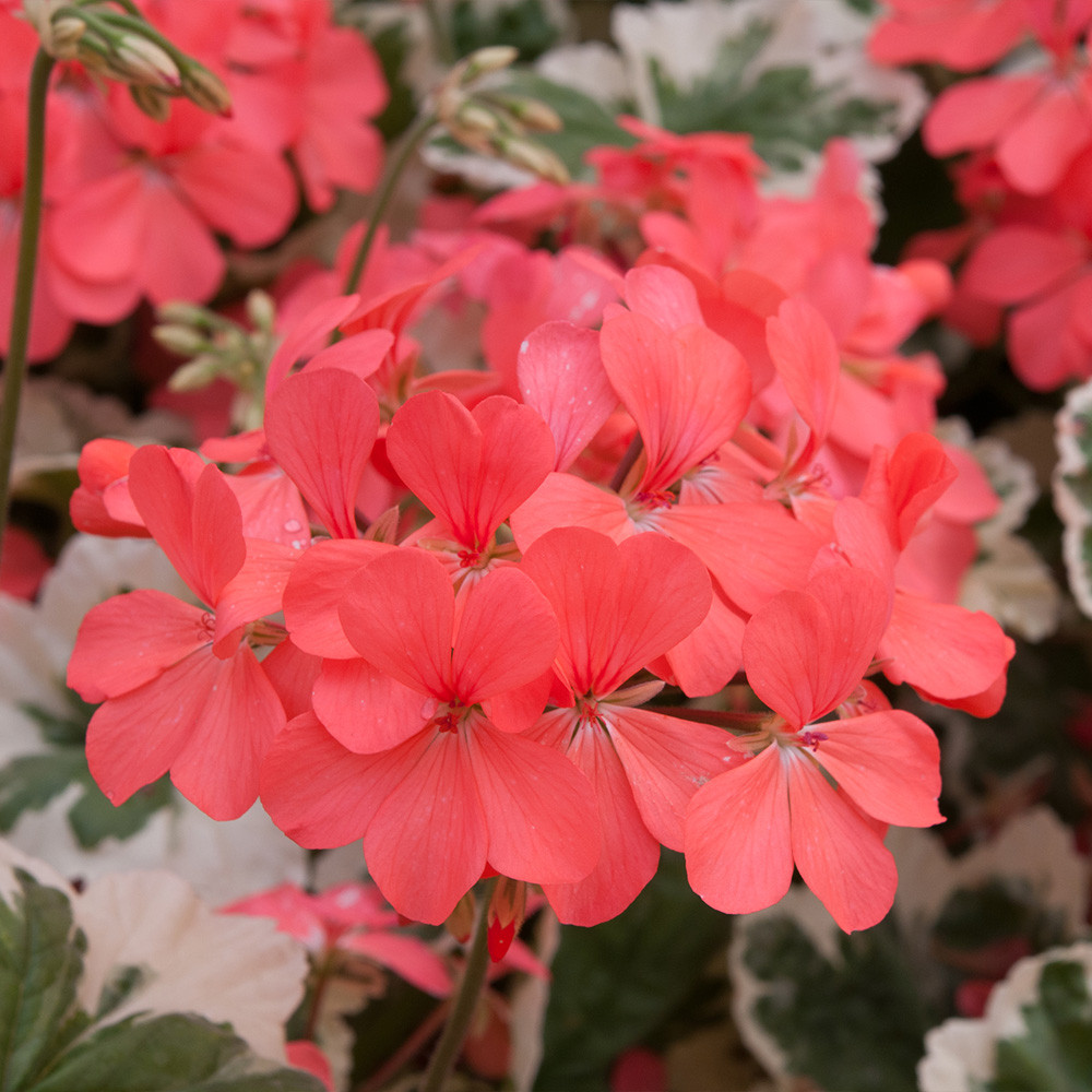 Geranium Frank Headley | J Parker Dutch Bulbs